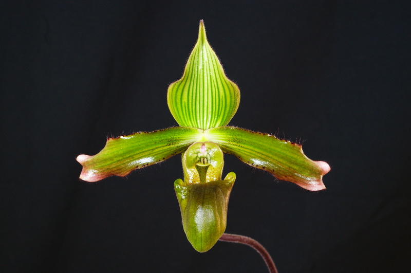 Hung Sheng orchids Farm-Paphiopedium、Orchids、species::Paph. javanicum var. virens 'Bear-2'