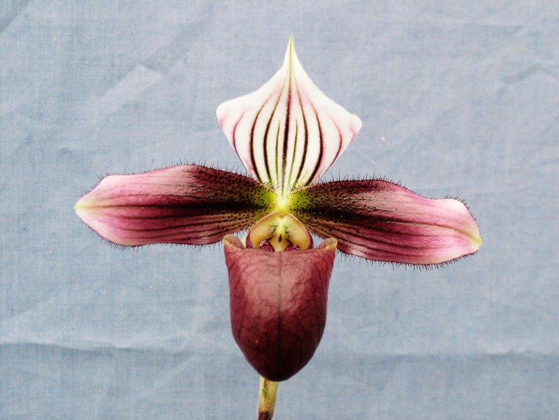Hung Sheng orchids Farm-Paphiopedium、Orchids、species::Paph. purpuratum ...